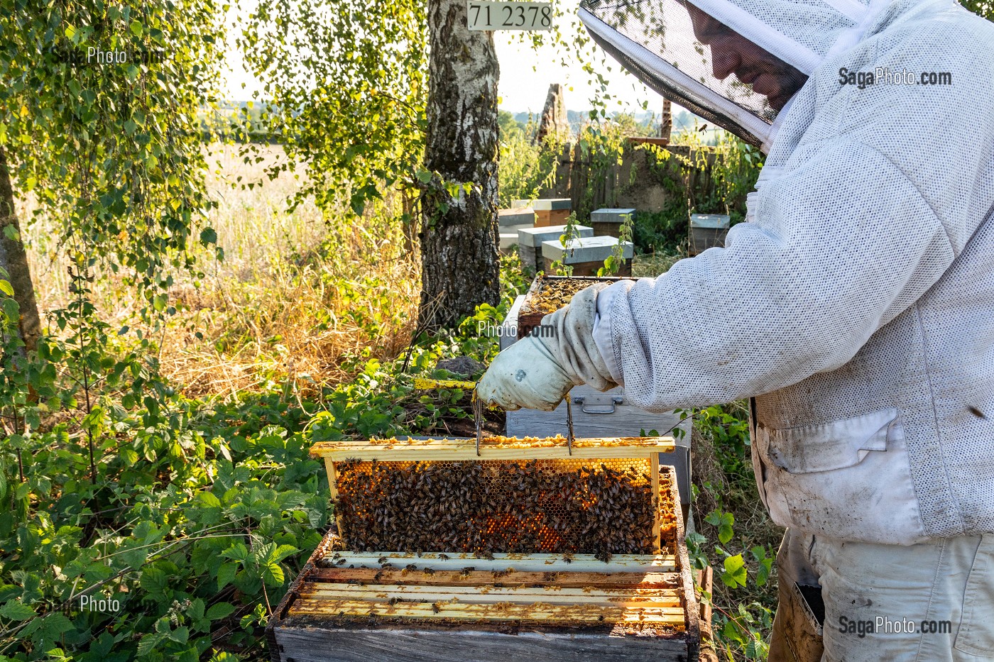 photo de APICULTEUR AVEC SES CADRES DE MIEL REMPLIS D'ABEILLES, VERIFICATION DU COUVAIN ET DE LA ...