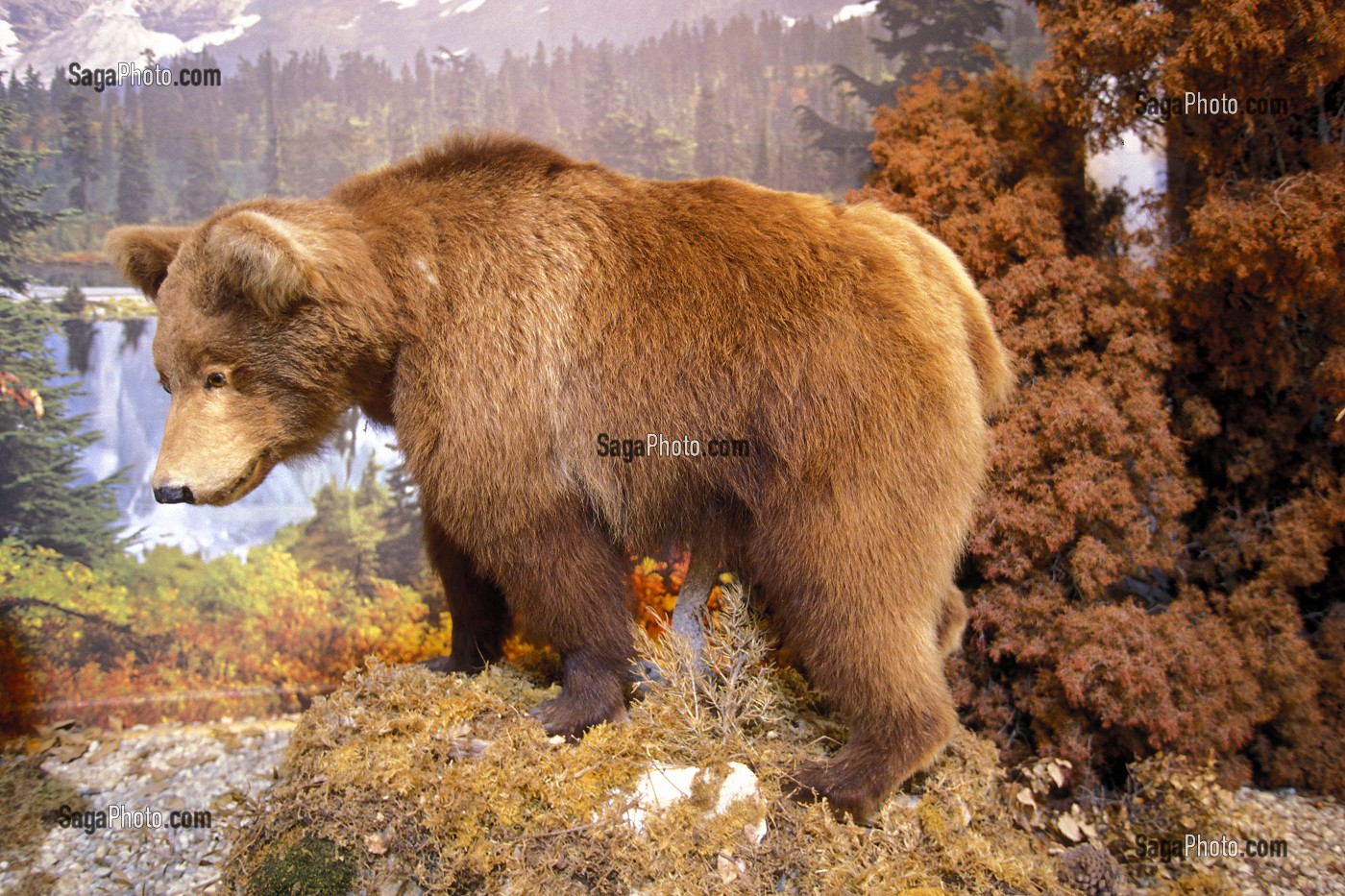 photo de OURS DES PYRENEES, MUSEE DE LA FAUNE, VIGNERONS DU MONT ...