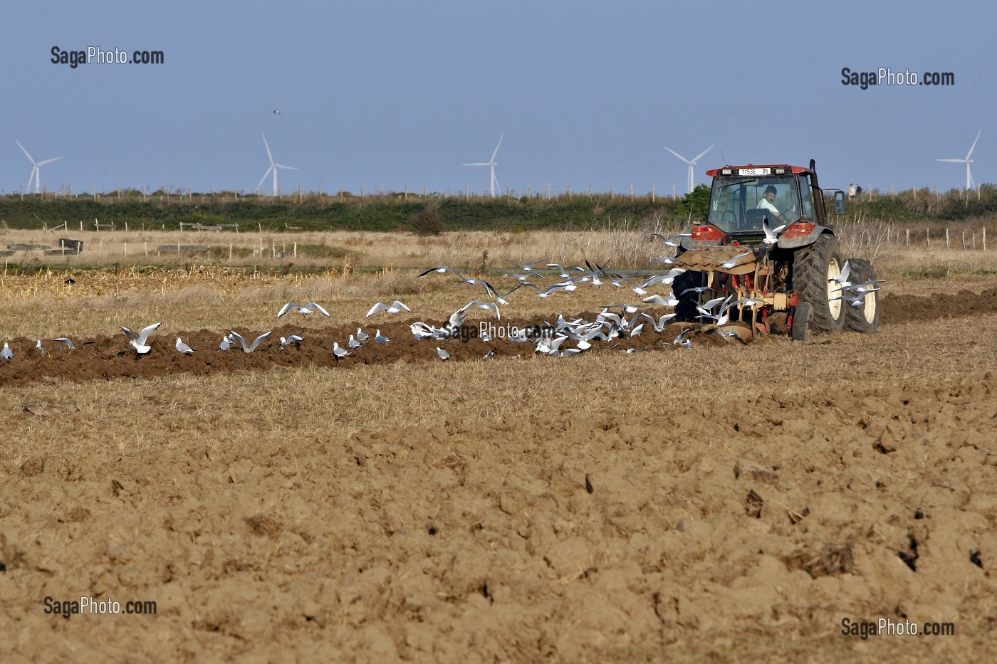 photo de LABOUR DES CHAMP AVEC LES MOUETTES DERRIERE LE TRACTEUR ...