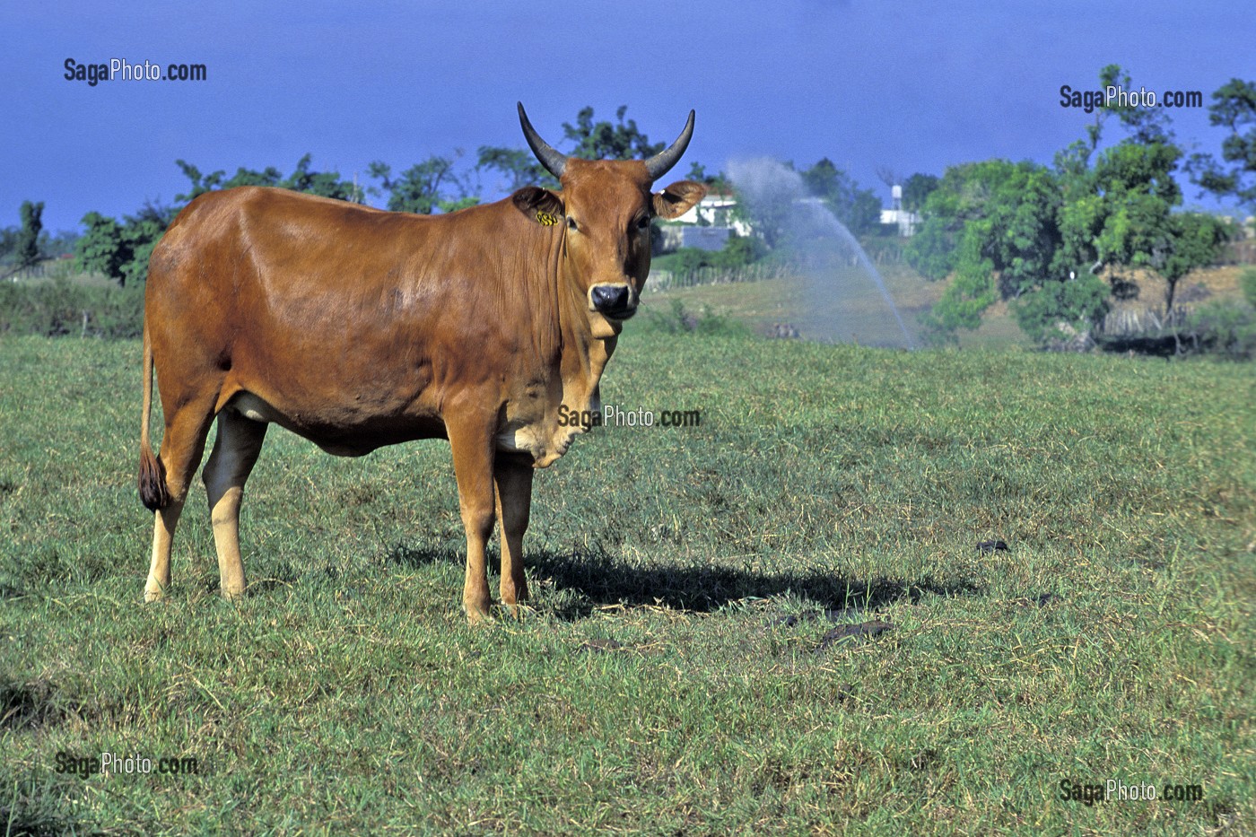 photo de VACHES RACE BOVINE ZEBU SUR PRAIRIE IRRIGUEE, GUADELOUPE, DOM ...