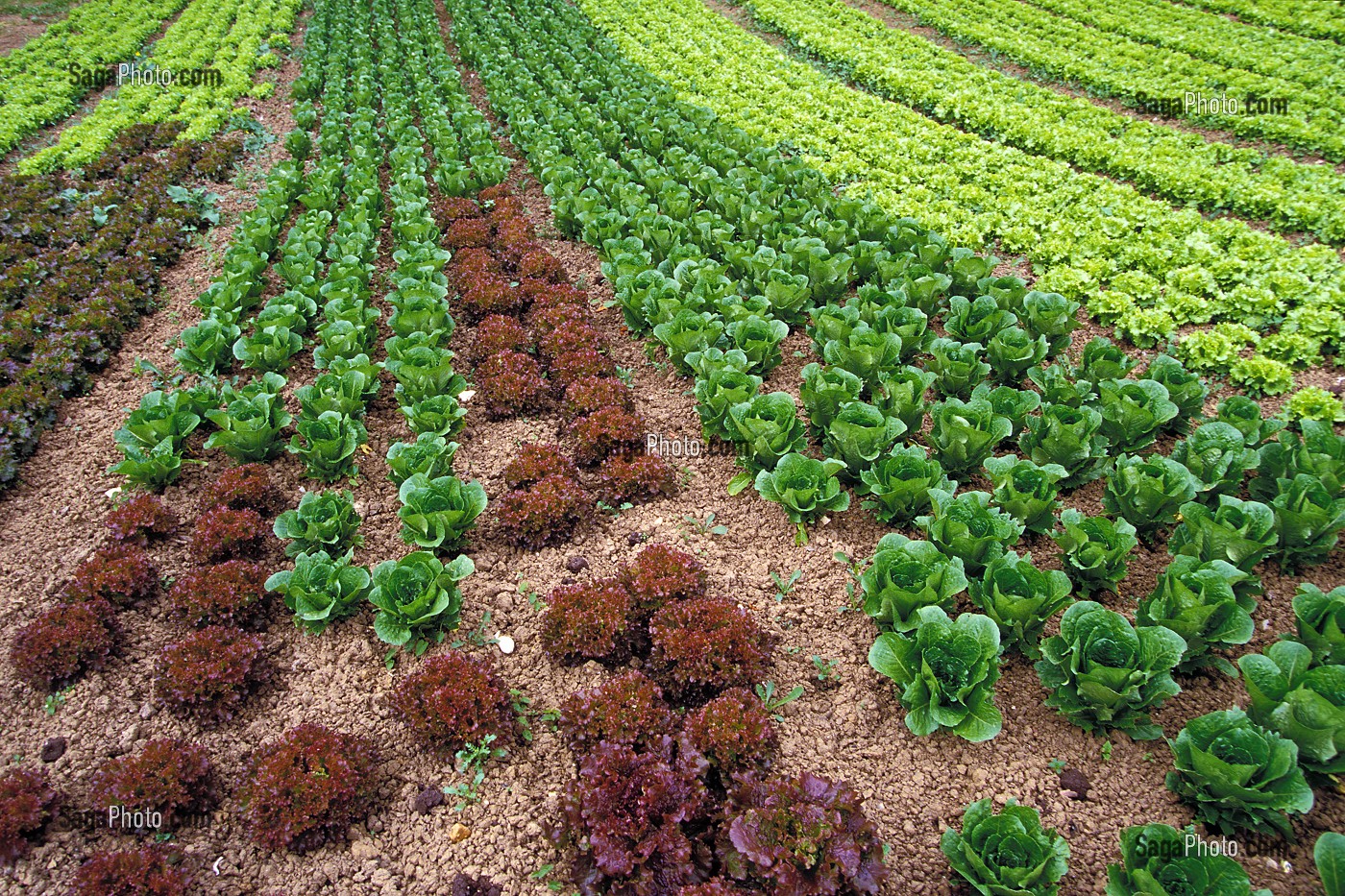 photo de CULTURE MARAICHERE, SALADES, VAL D'OISE (95), FRANCE