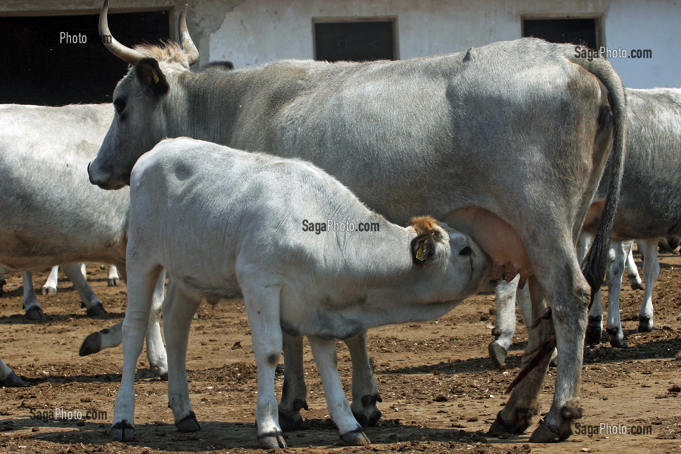 photo de FERME CONSERVATOIRE DE LA RACE BOVINE GRISE D'ISKAR ...