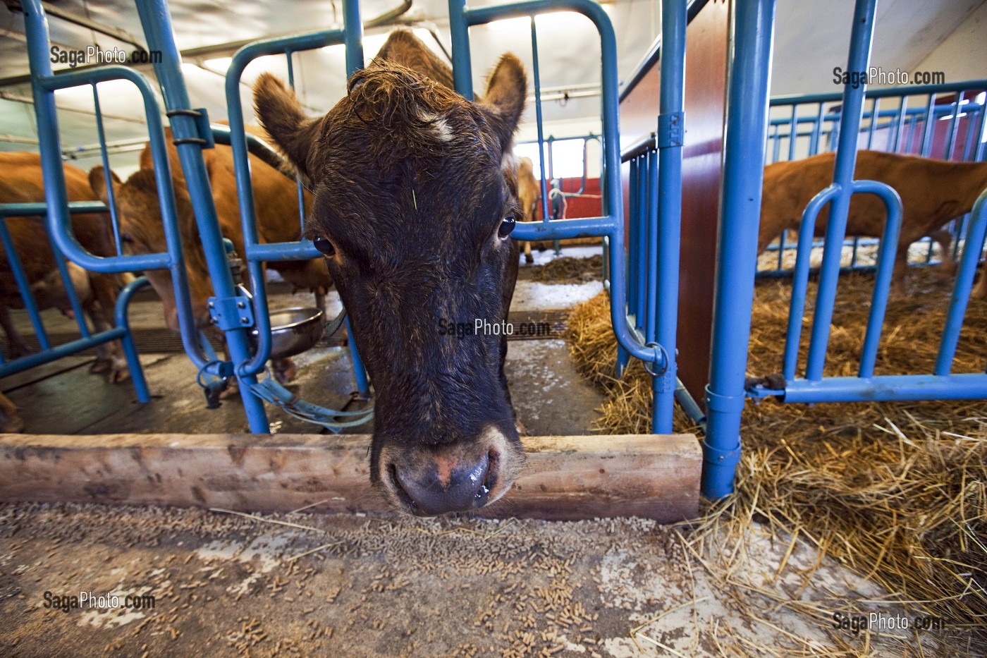 photo de TRAITE MECANIQUE DE VACHES ISLANDAISES DANS UNE FERME DU SUD ...