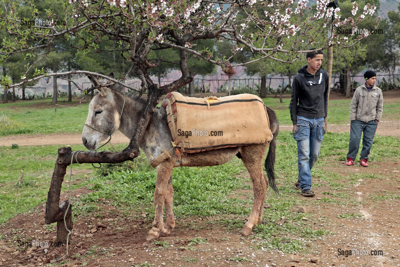 photo de ANES DESTINES AUX RANDONNEES ET AU JEU DE POLO, TERRES D ...