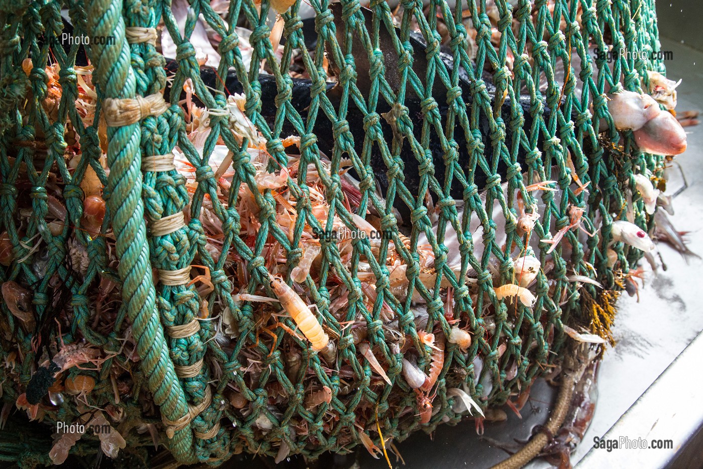 photo de CHALUT OU FILET DE PECHE CONTENANT LES POISSON ET LANGOUSTINES ...