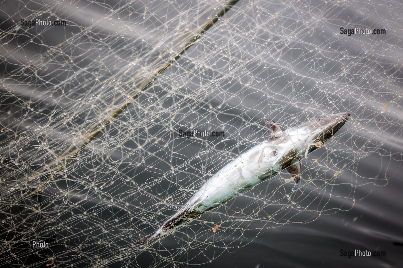 photo de BONITE, SORTE DE PETIT THON, PRIS DANS LES FILETS, PECHE EN ...