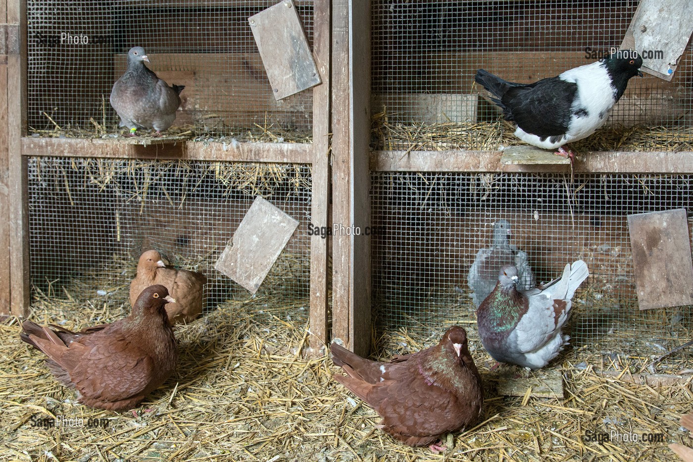 photo de ELEVAGE DE PIGEONS A LA FERME, AMBAZAC, (87) HAUTE-VIENNE ...