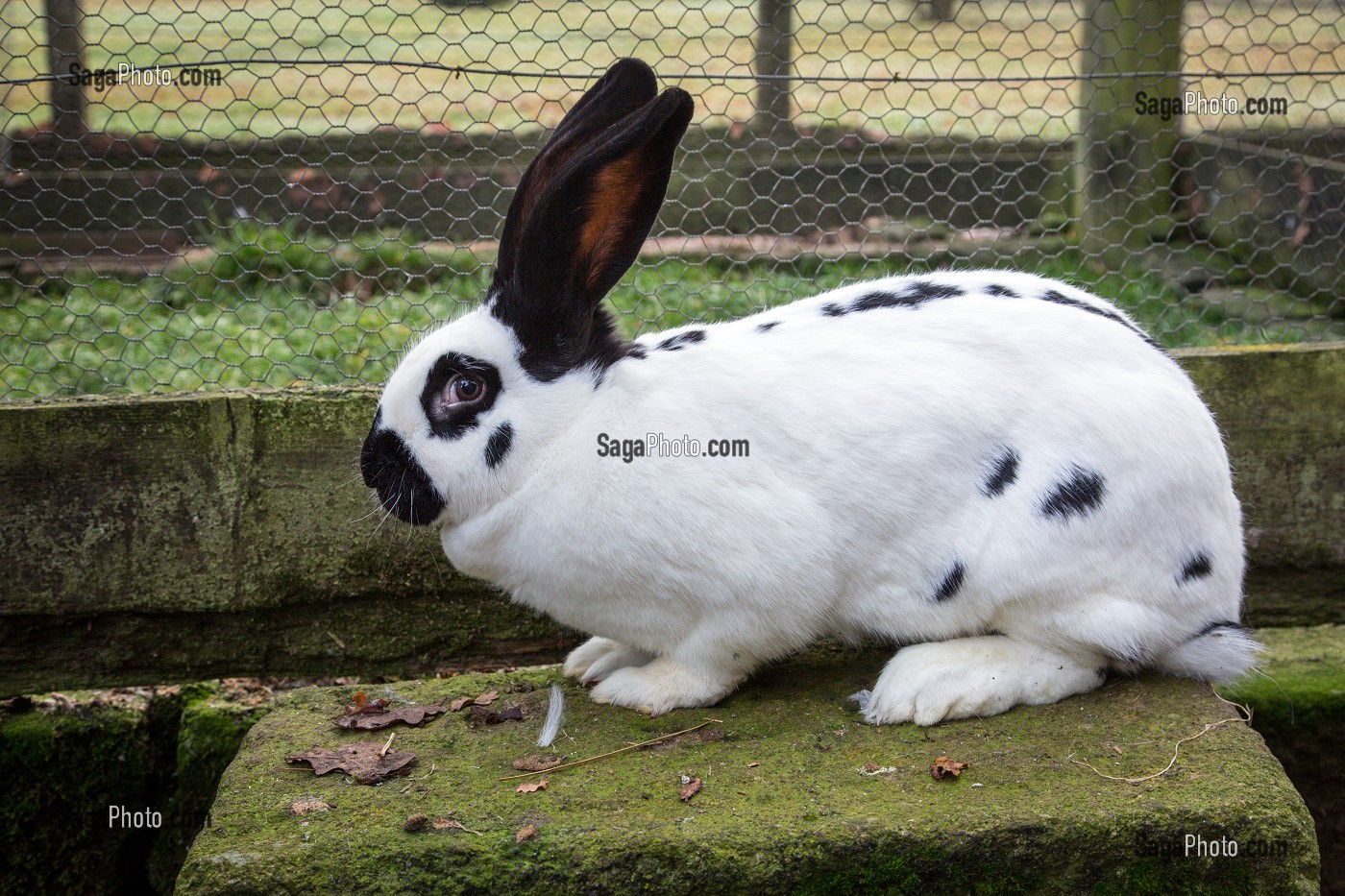 photo de LAPIN DE RACE GEANT PAPILLON ELEVE A LA FERME EN PLEIN AIR ...