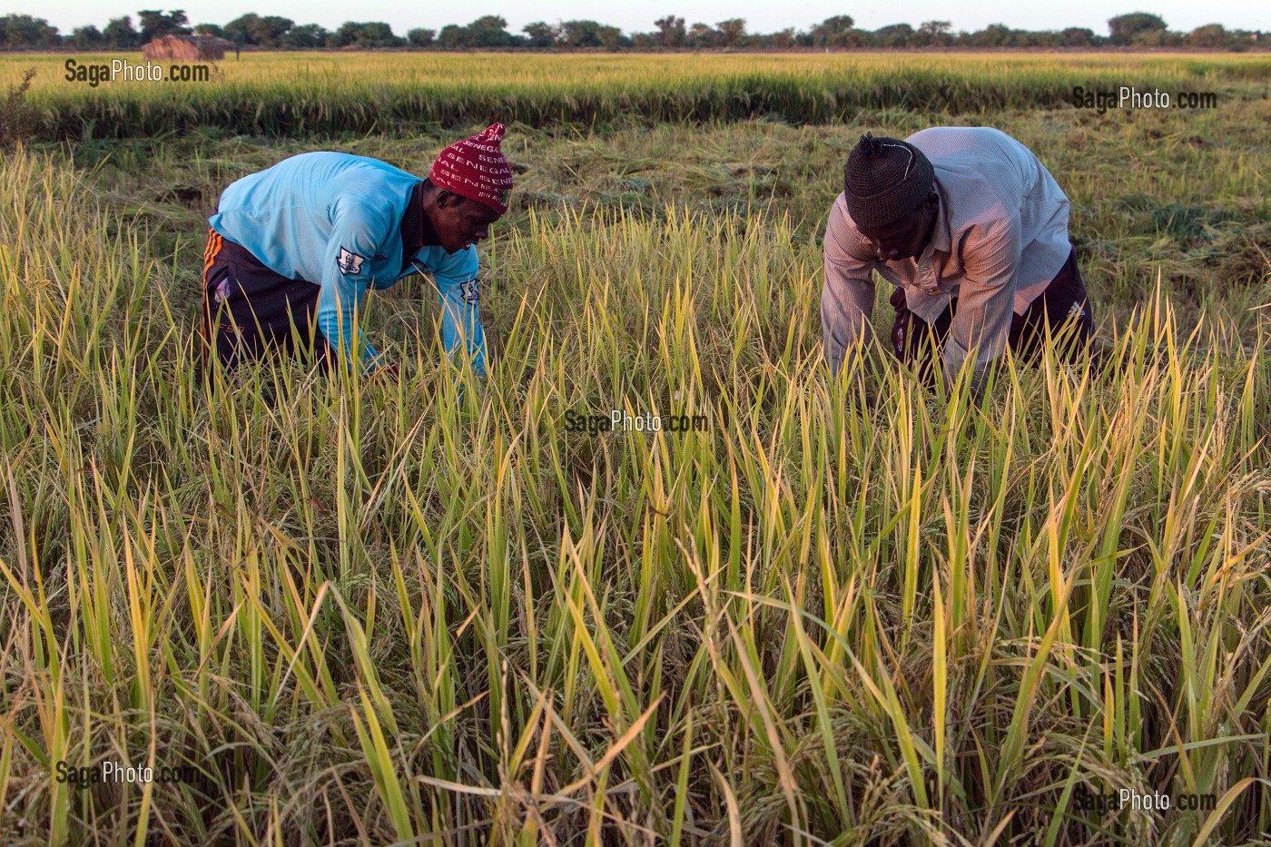 photo de RECOLTE DU RIZ, VILLAGE TOUCOULEUR DE DEGUEMBERE, PROVINCE DE ...