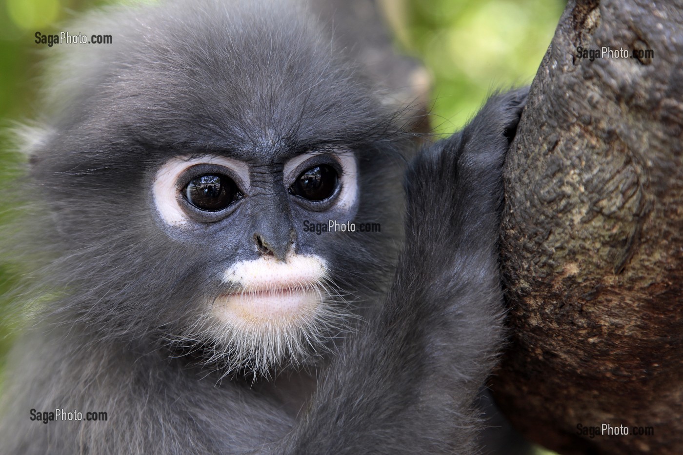 photo de SINGE GIBBON, PARC NATIONAL DE KHAO SAM ROI YOT, PROVINCE DE ...