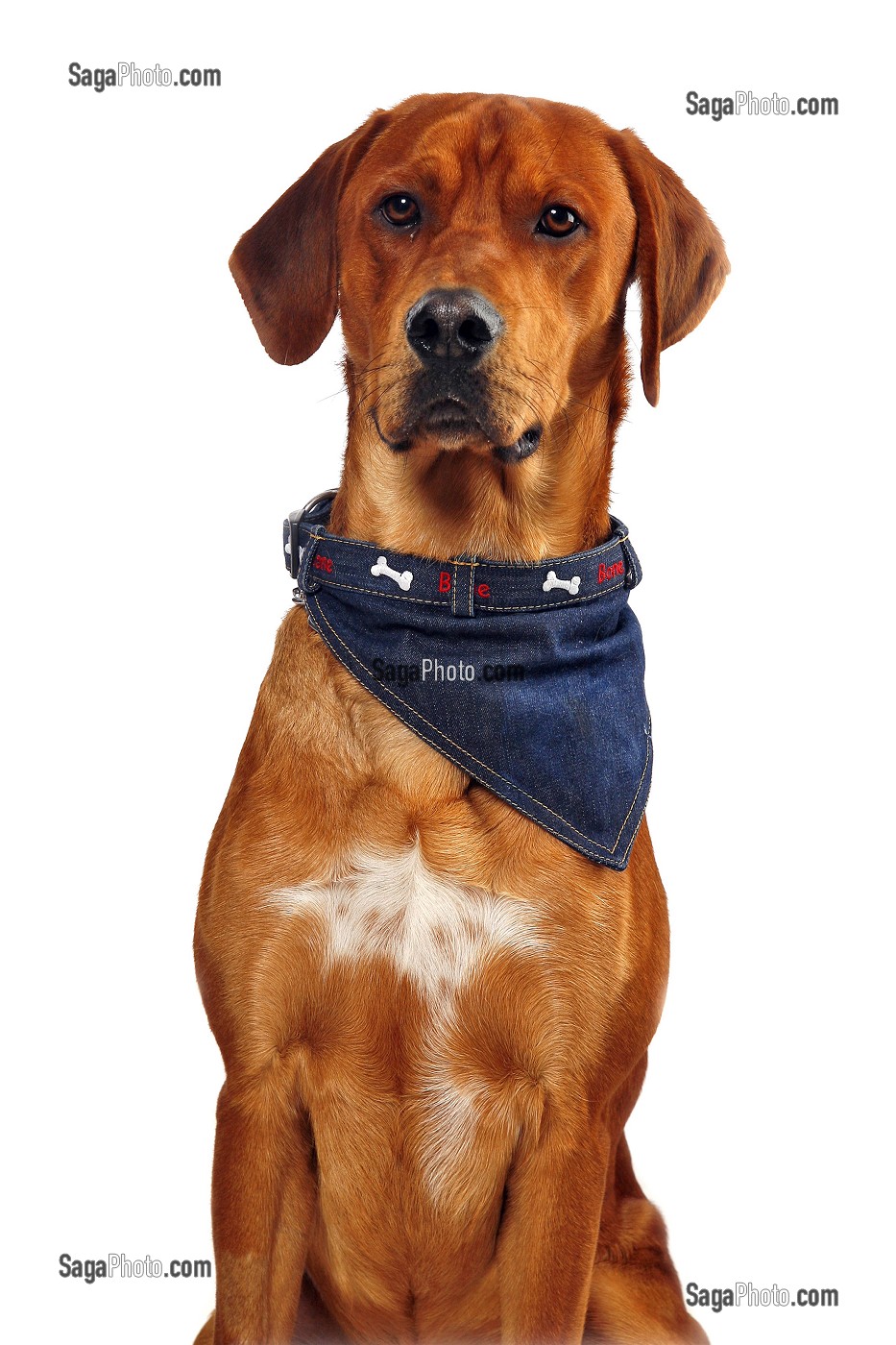 photo de CHIEN DE RACE CROISE SETTER IRLANDAIS ET LABRADOR (BATARD ...