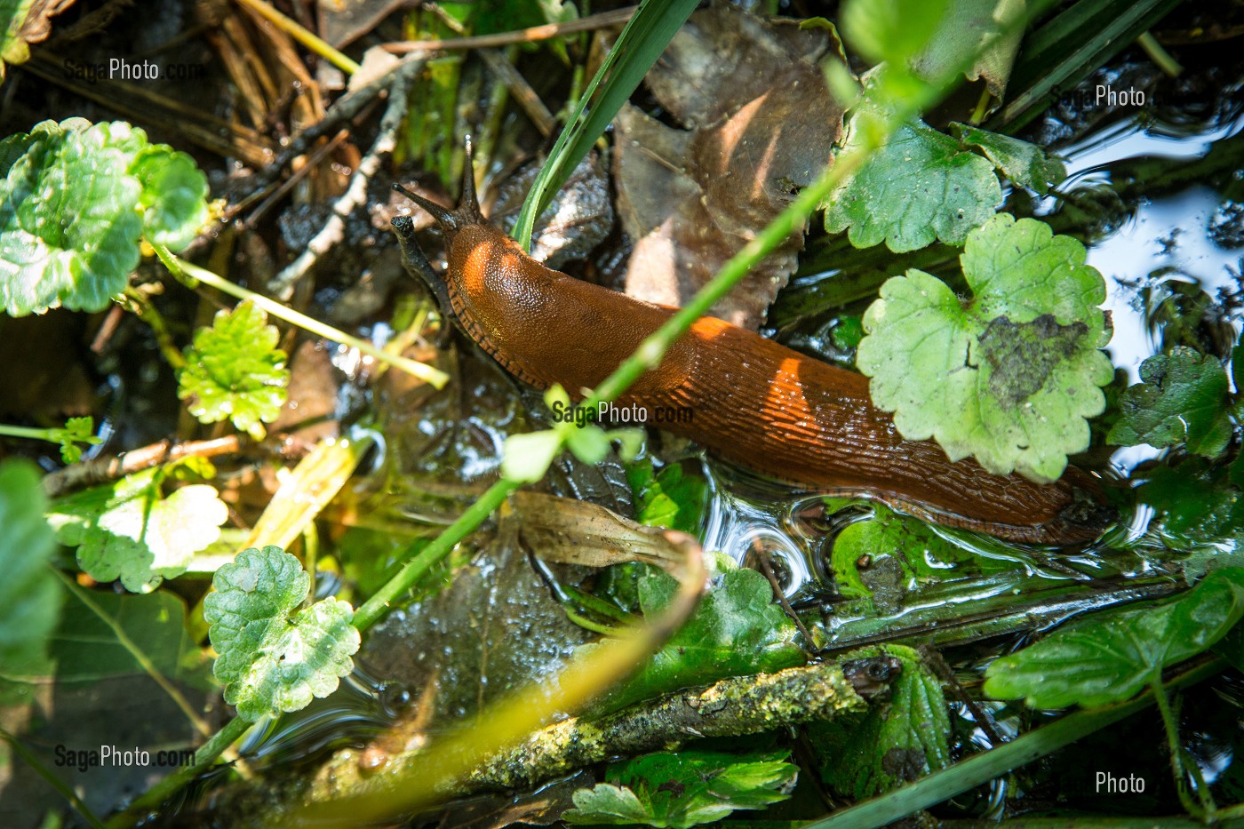 photo de LIMACE DANS LE MARAIS DE LA VALLEE DE L'AIGRE, LA FERTE ...