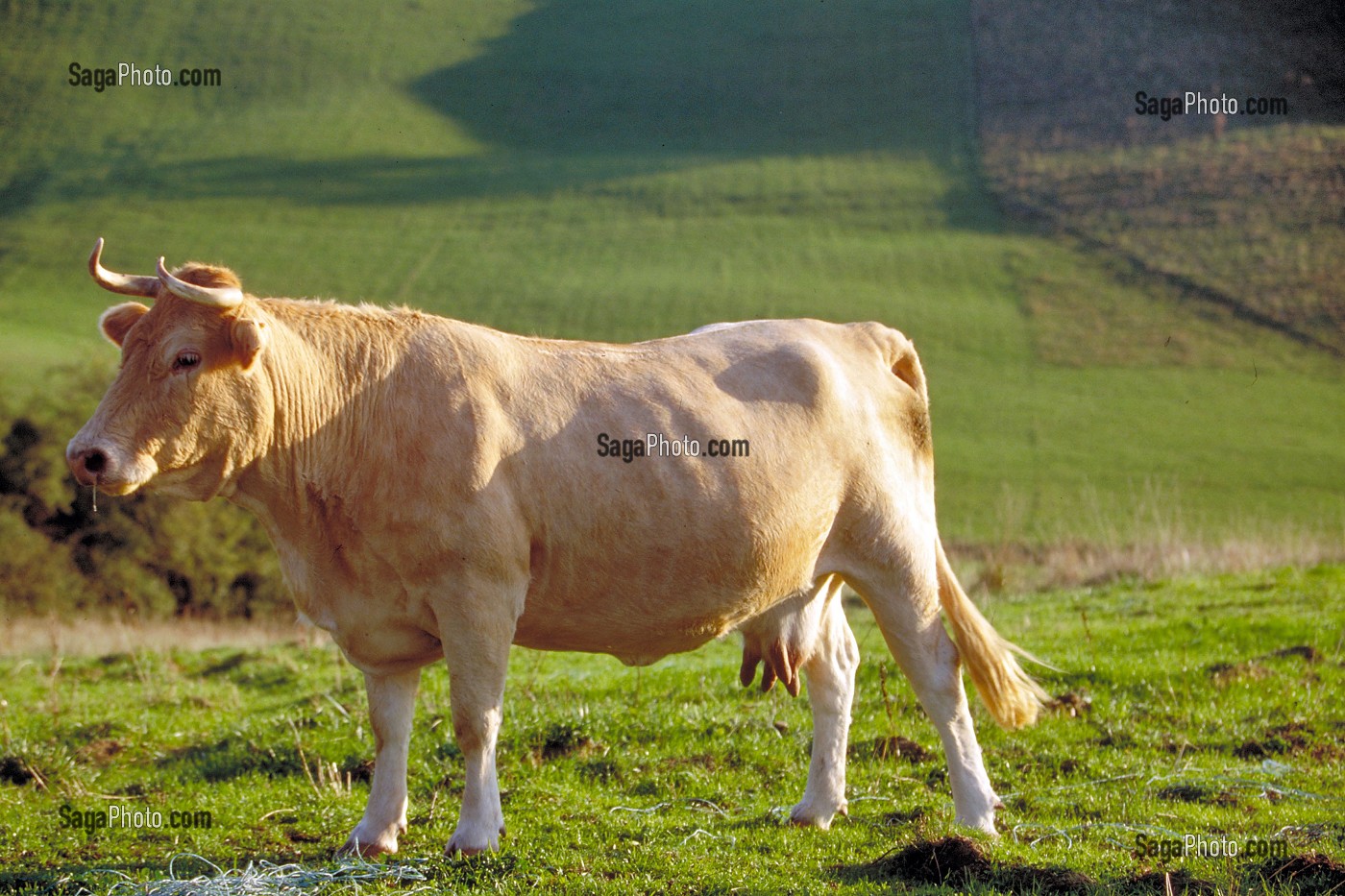 ANIMAL / 43 races de vaches, un patrimoine français sauvé in extremis