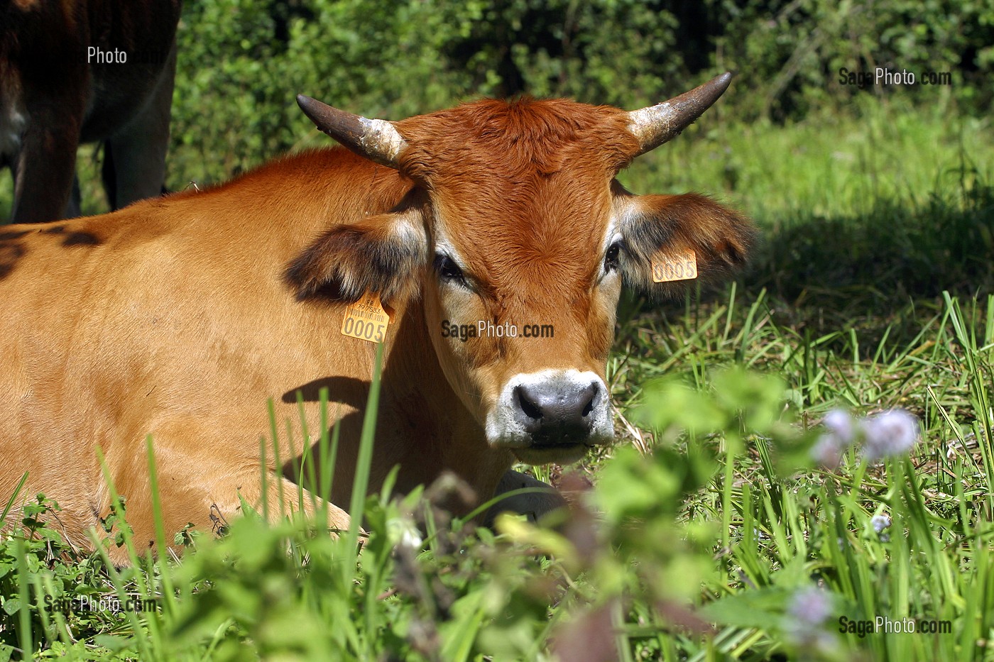 ANIMAL / 43 races de vaches, un patrimoine français sauvé in extremis