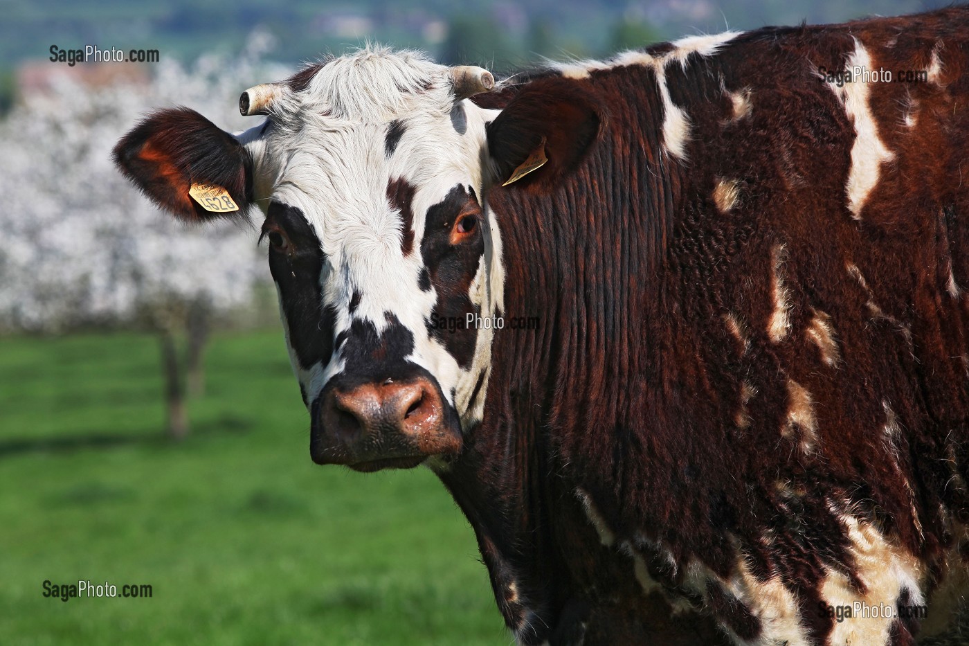 photo de PORTRAIT DE VACHE NORMANDE AU PRE SOUS DES POMMIERS EN FLEURS ...