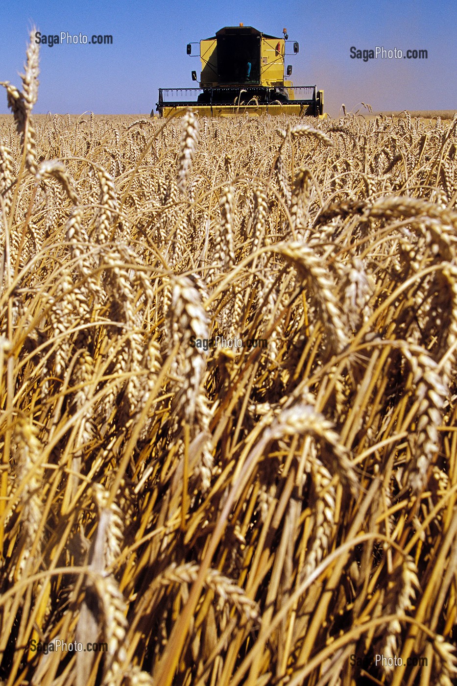 photo de MOISSON DU CHAMP DE BLE EN BEAUCE
