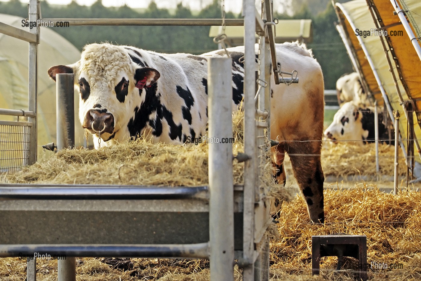 photo de TAUREAU REPRODUCTEUR DE RACE NORMANDE, TAURELLERIE DE LA ...