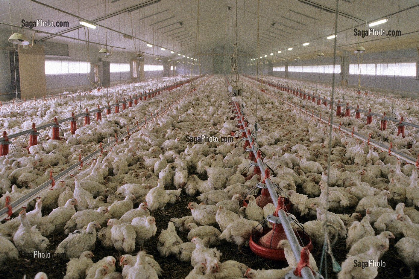 photo de ELEVAGE INTENSIF DE POULETS EN BATTERIE (DIT QUATRE-QUARTS ...