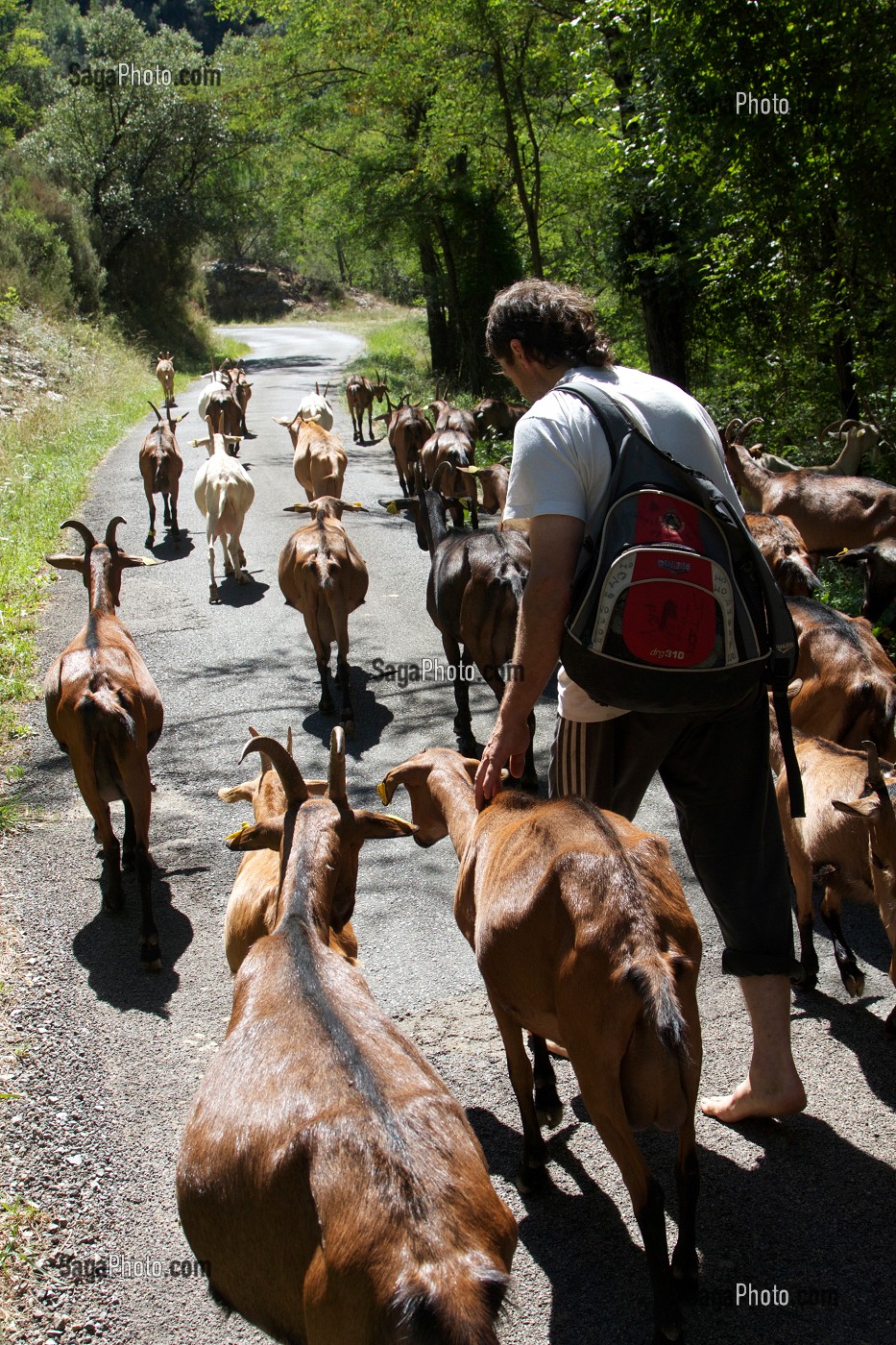 photo de ELEVAGE DE CHEVRES, FERME DES PASSADOIRES, SAINT-ETIENNE ...