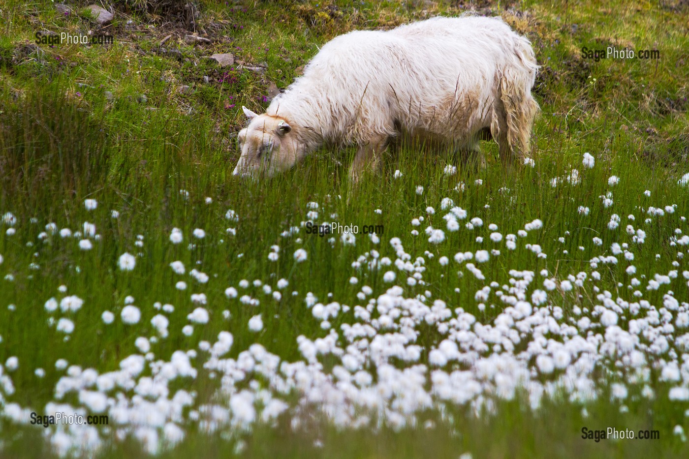 photo de ELEVAGE, AGRICULTURE EN ISLANDE, EUROPE