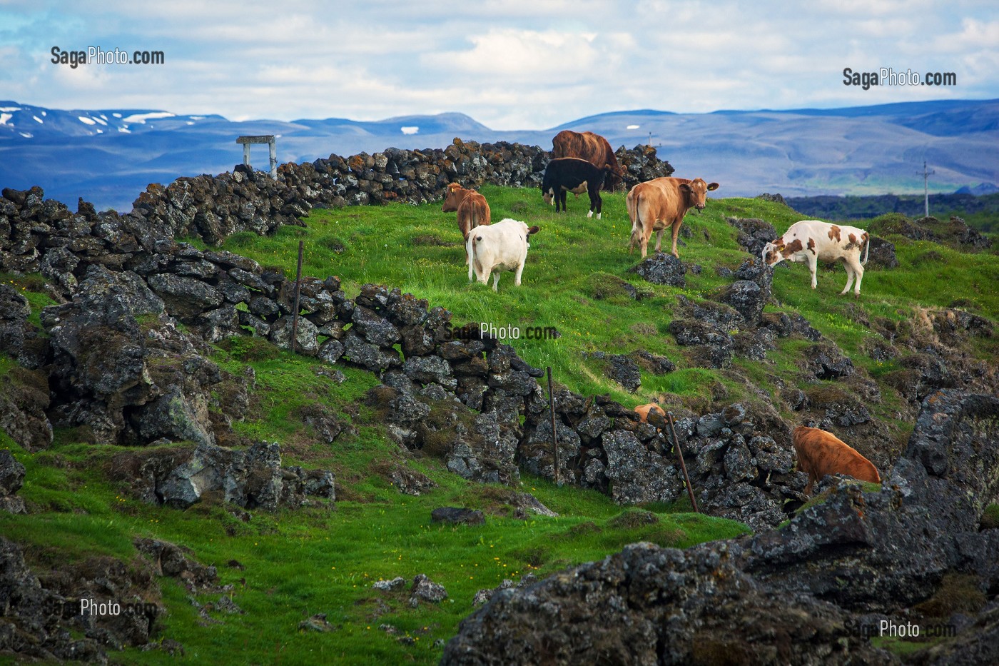 photo de ELEVAGE, AGRICULTURE EN ISLANDE, EUROPE