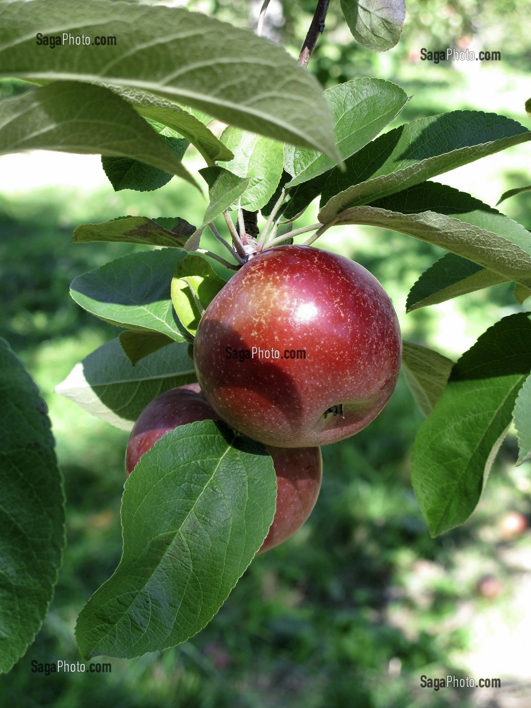 photo de POMME ROUGE SUR UNE BRANCHE DE POMMIER EN AUTOMNE, FRANCE