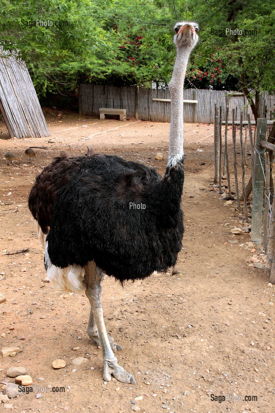 photo de AUTRUCHE MALE DANS UN PARC DE LA CANGO OSTRICH FARM ...