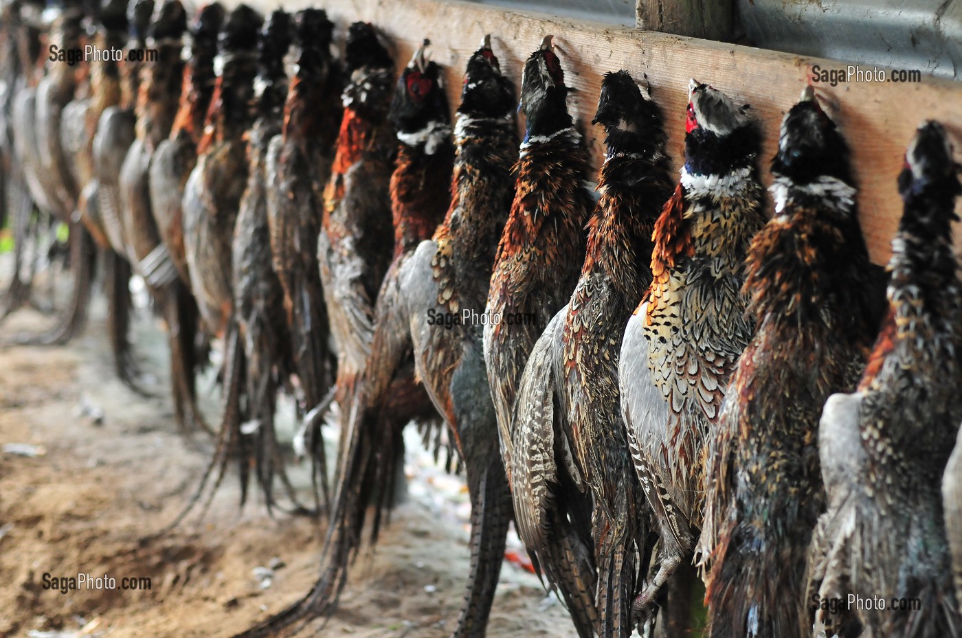 Tableau De Chasse Au Faisan