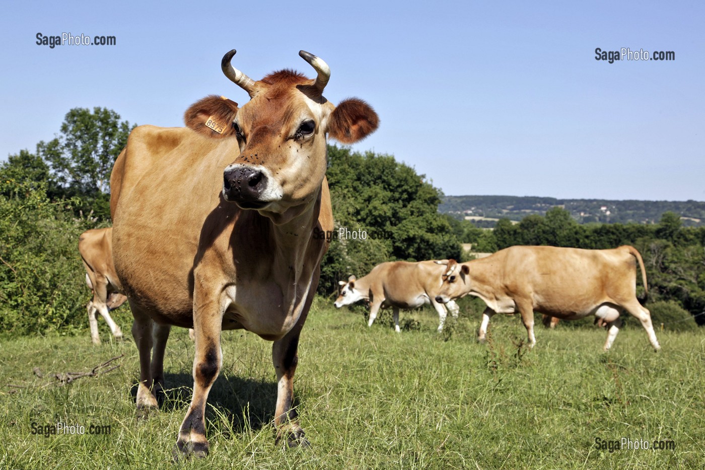 photo de VACHES DE RACE JERSIAISE DANS UN PRE, ORNE, FRANCE