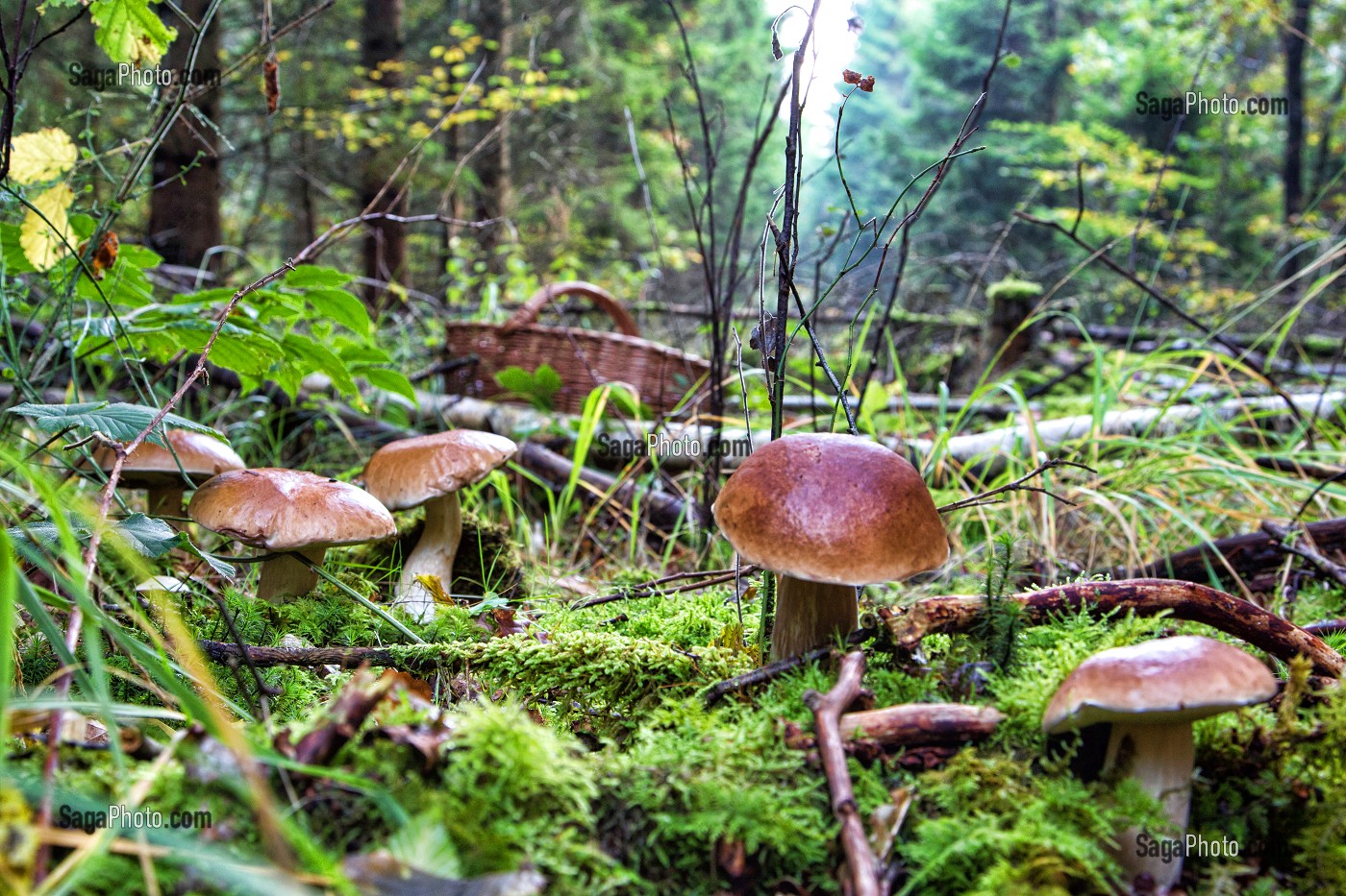 photo de CUEILLETTE DE CHAMPIGNONS COMESTIBLES (CEPES ET BOLETS) EN ...