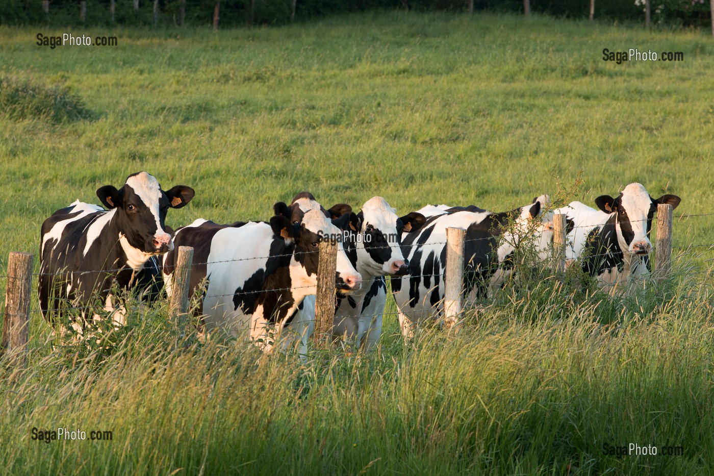 photo de TROUPEAU DE VACHES PRIM'HOLSTEIN, CHARTRES, EURE-ET-LOIR, FRANCE