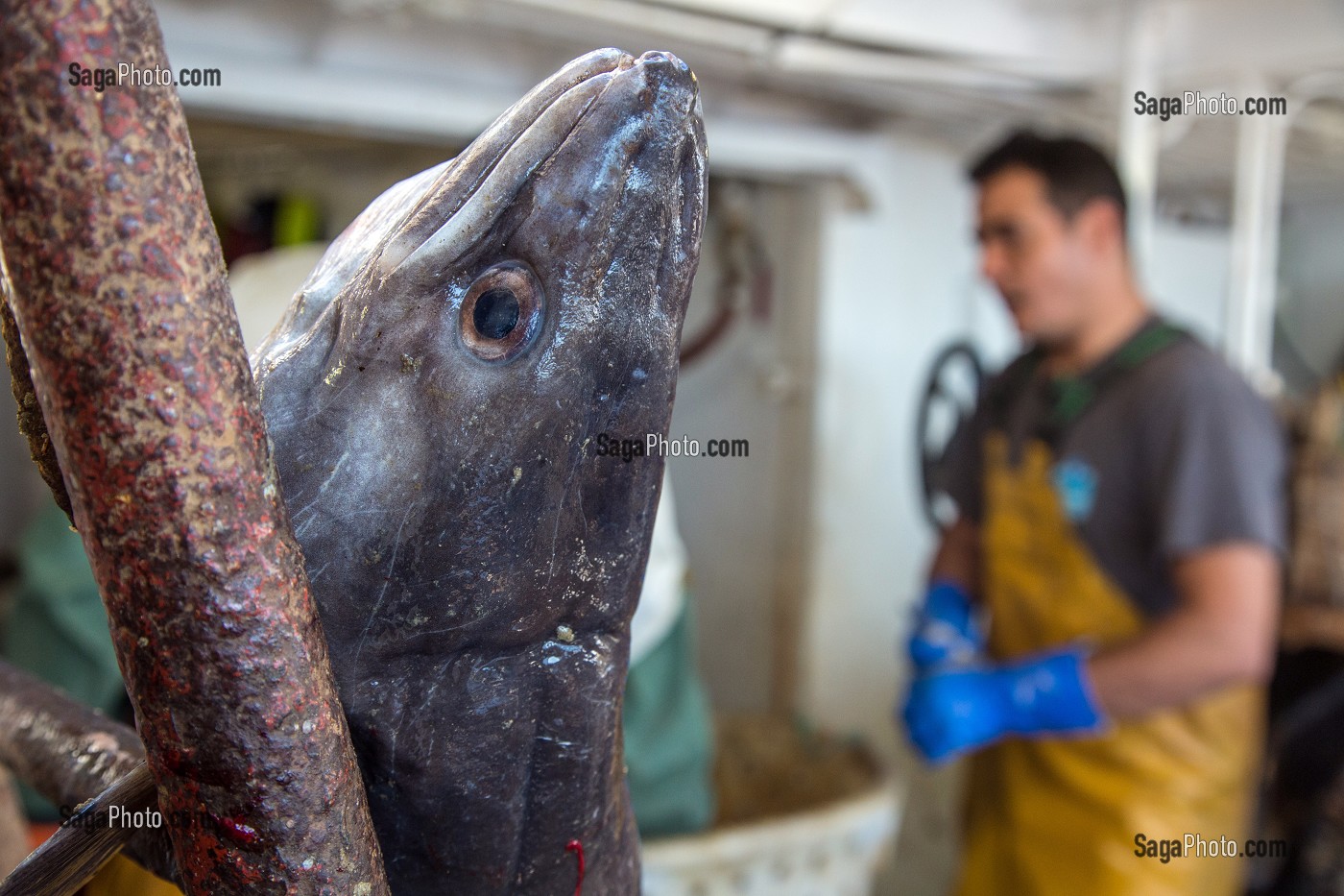 photo de PREPARATION DES POISSONS (CONGRE) APRES LA PECHE, PECHE EN MER ...