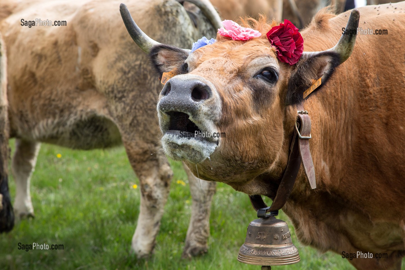 Vache Qui Meugle La Vache "Imminence" Accueillie Comme Une éminence
