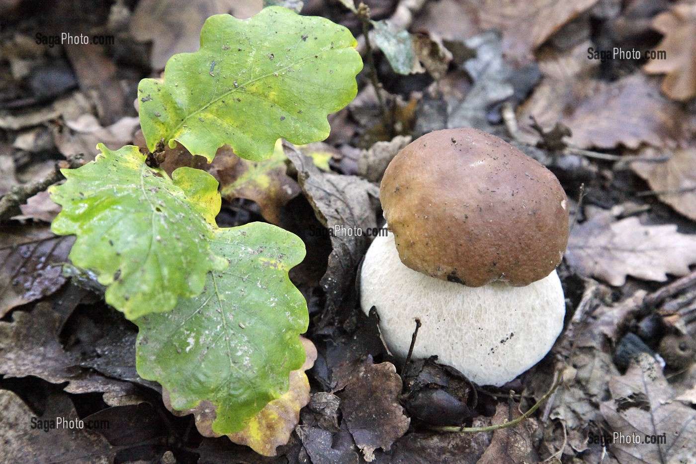photo de PETIT CEPE OU BOLET APPELE AUSSI TETE DE NEGRE OU BOUCHON DE ...