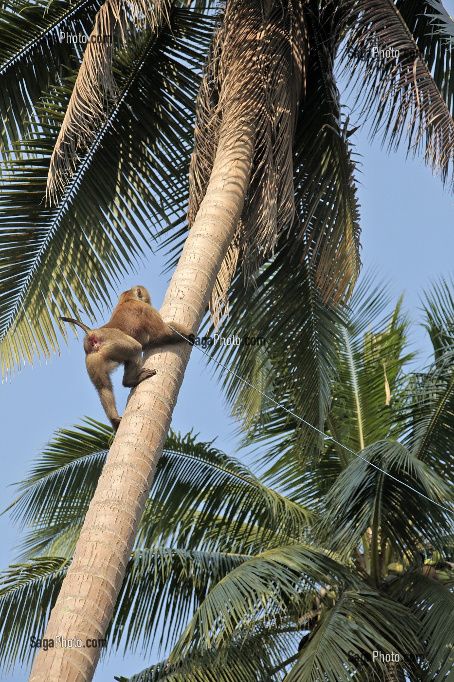 photo de SINGE DRESSE GRIMPANT DANS UN COCOTIER POUR CUEILLIR LES NOIX ...
