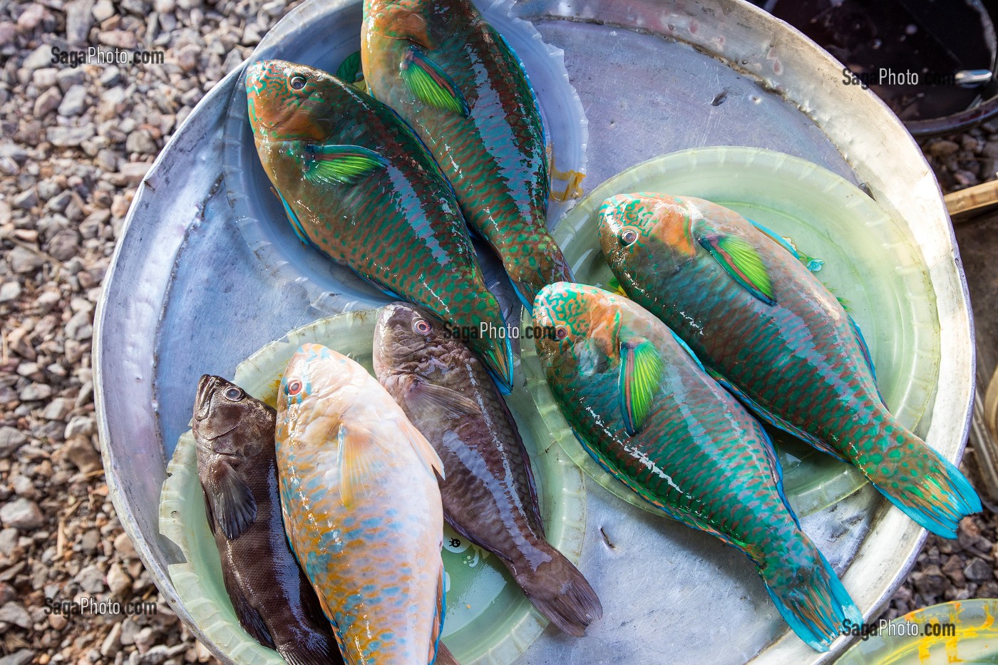 photo de STAND DE POISSONS TROPICAUX AUX MULTIPLES COULEURS, MARCHE DE ...