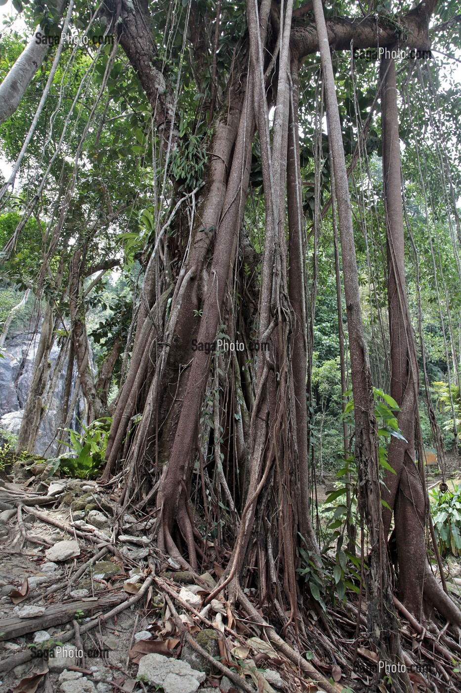 photo de ARBRE A LIANES, THAILANDE
