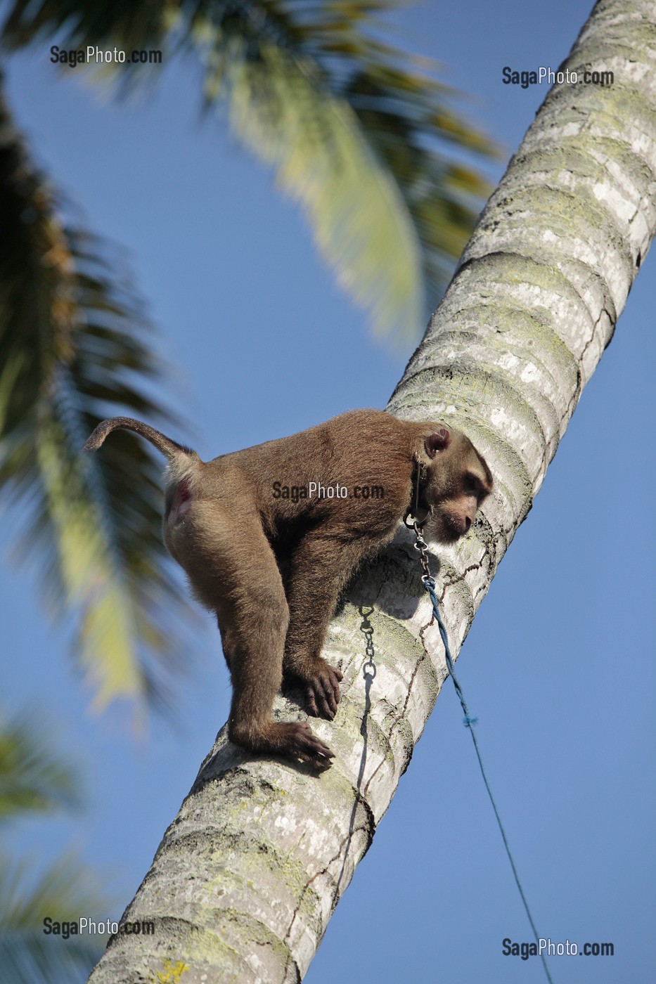 photo de SINGE DRESSE GRIMPANT DANS UN COCOTIER POUR CUEILLIR LES NOIX ...