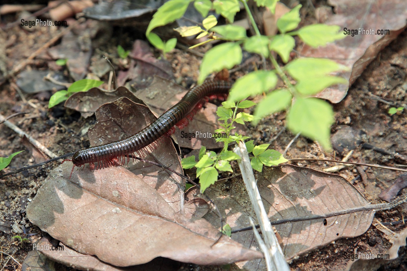 photo de SCOLOPENDRE OU MILLE-PATTES VENIMEUX SUR DES FEUILLES, BANG ...