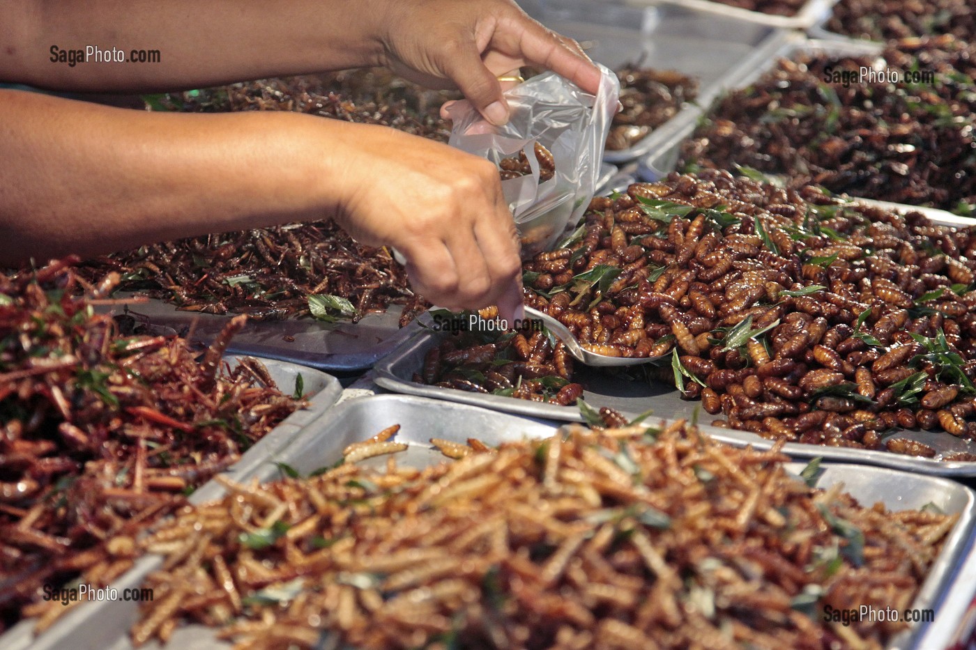 photo de ETALAGE D'INSECTES GRILLES (VERS A SOIE, SAUTERELLES, CIGALES ...