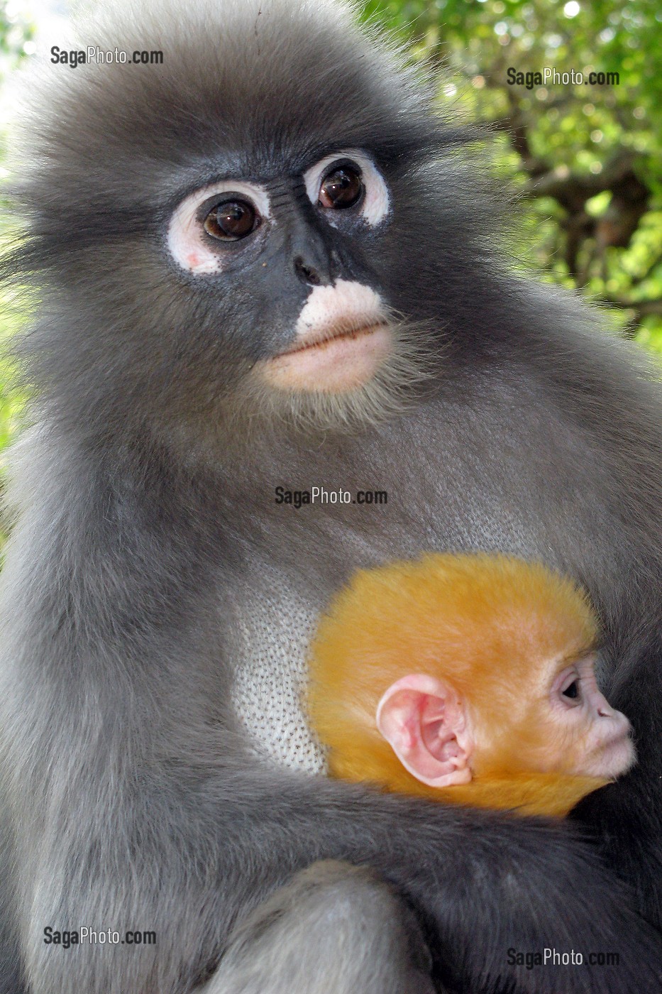 photo de SINGES A LUNETTES GIBBON EN LIBERTE AVEC SON PETIT, PRACHUAP ...